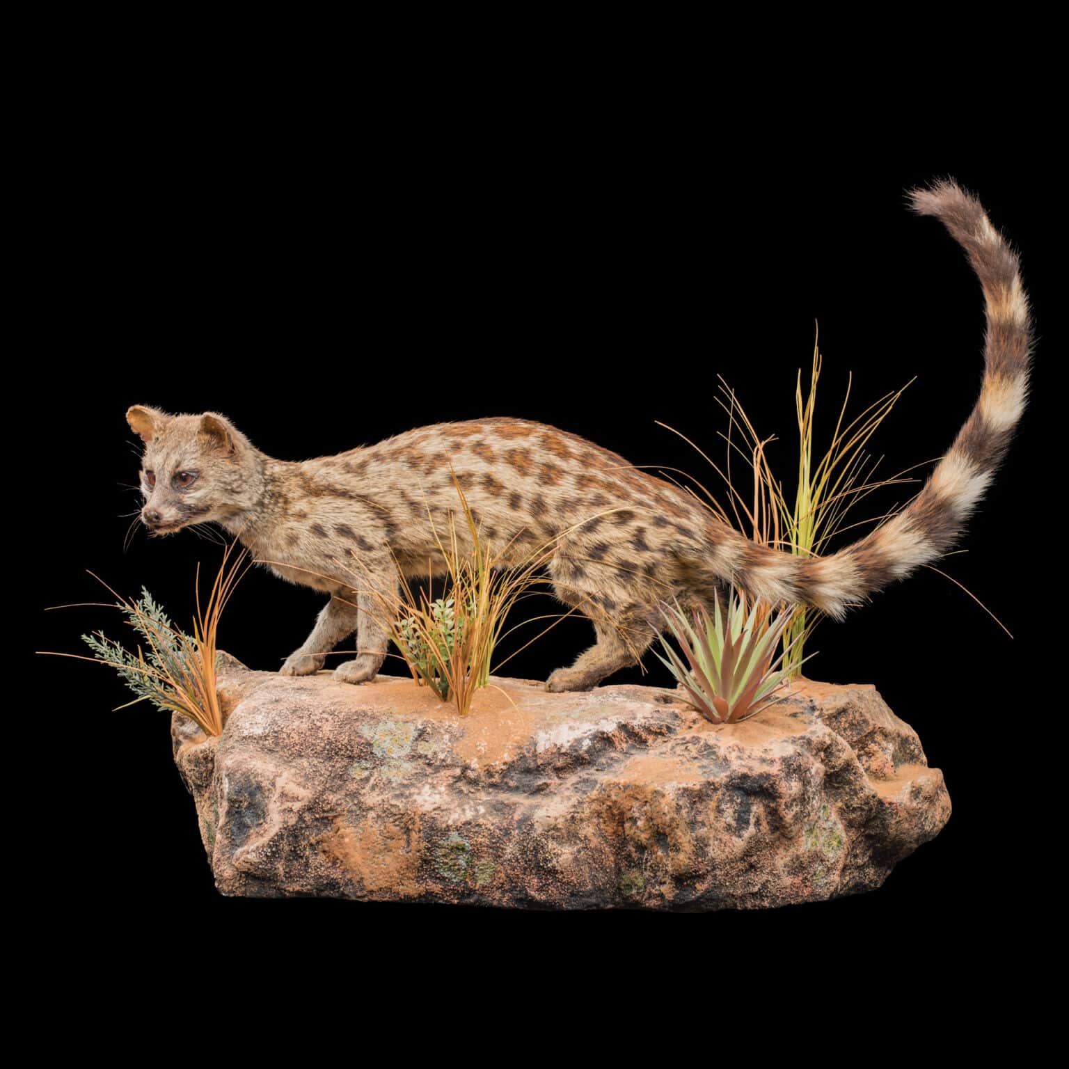 GENET Taxidermy South Africa | Get GENET Trophy Quote