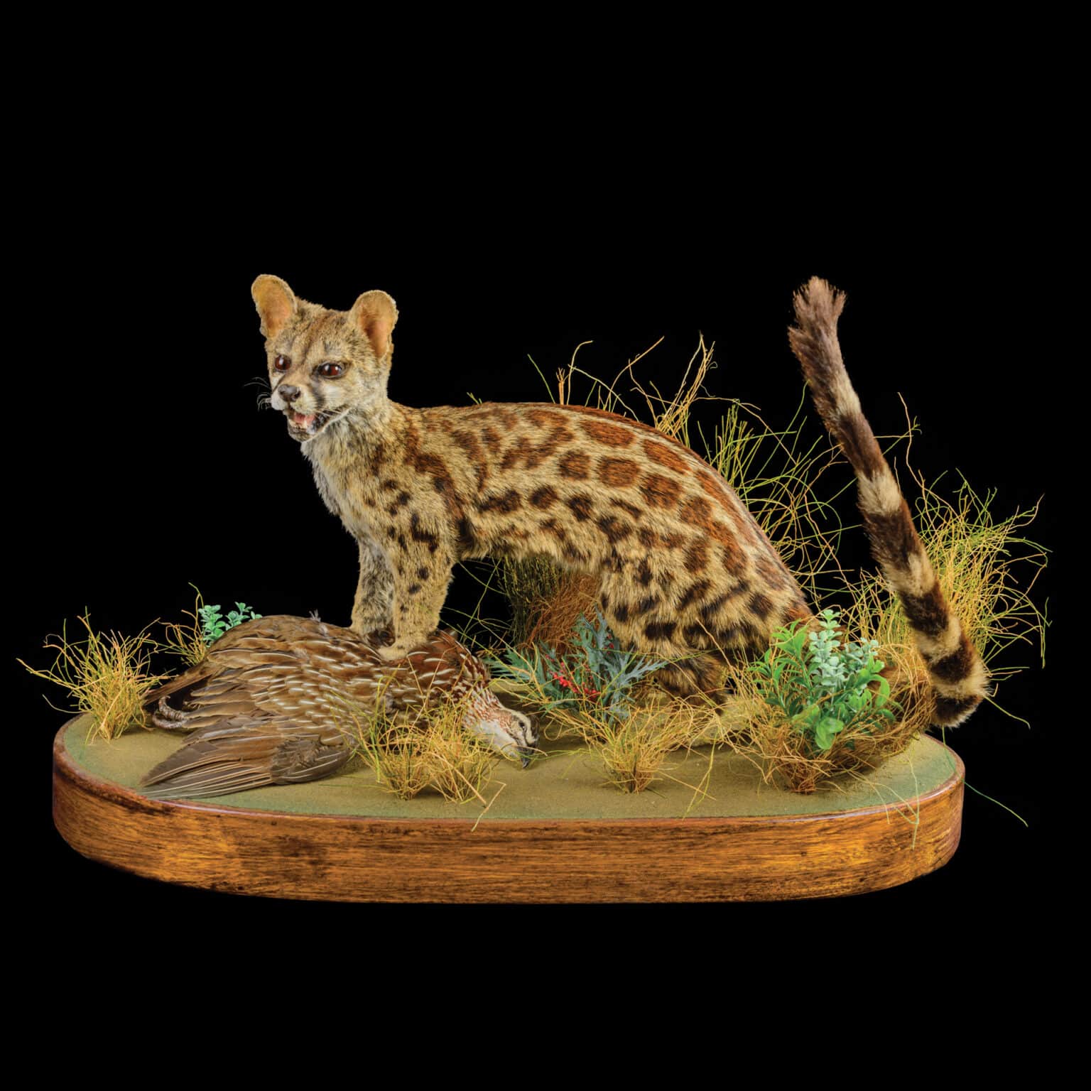 GENET Taxidermy South Africa | Get GENET Trophy Quote