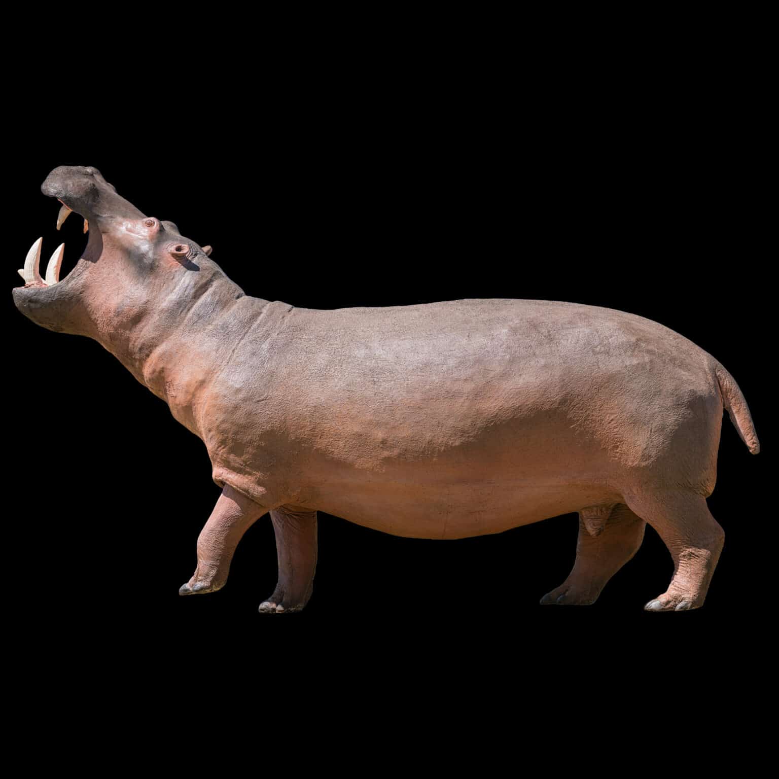 HIPPO Taxidermy South Africa | Get HIPPO Trophy Quote