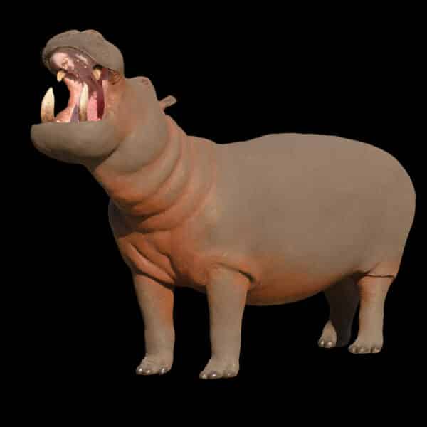 HIPPO Taxidermy South Africa | Get HIPPO Trophy Quote