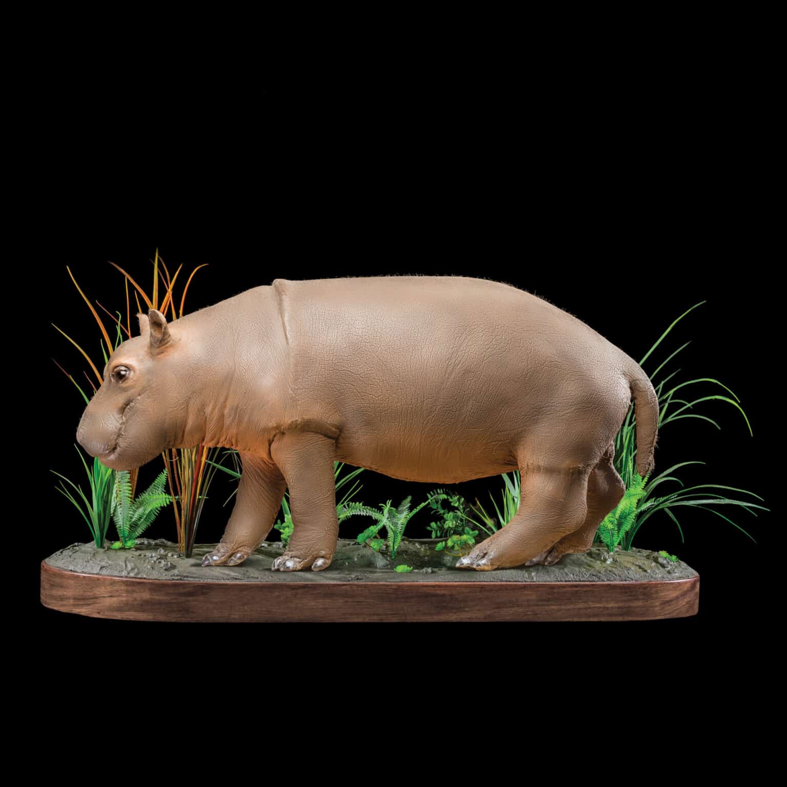 HIPPO Taxidermy South Africa | Get HIPPO Trophy Quote