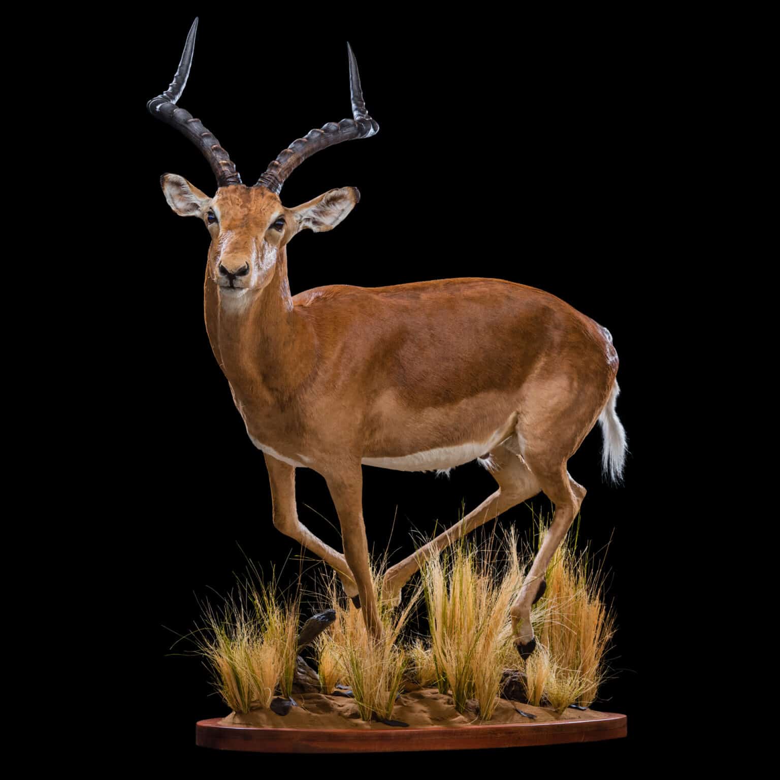 IMPALA Taxidermy South Africa | Get IMPALA Trophy Quote