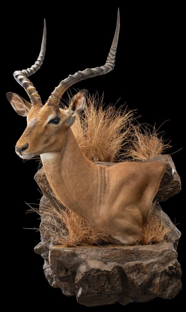 IMPALA Taxidermy South Africa | Get IMPALA Trophy Quote