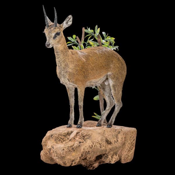 KLIPSPRINGER Taxidermy South Africa | Get Trophy Quote