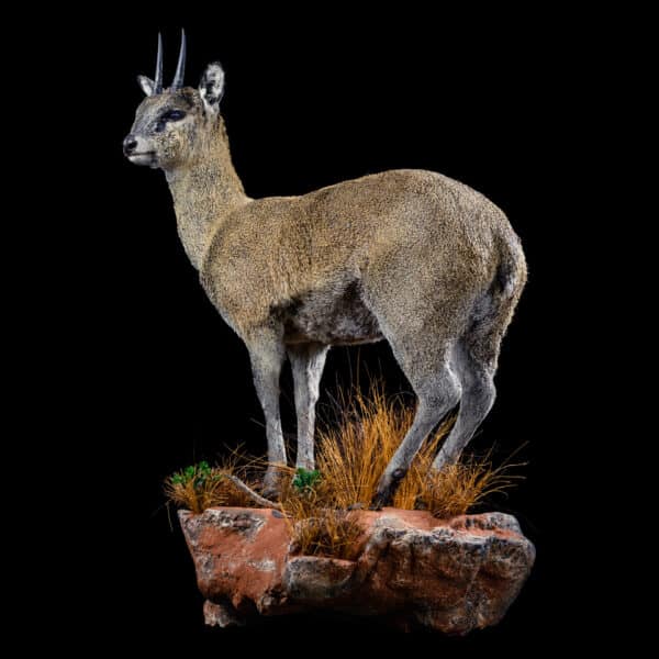 KLIPSPRINGER Taxidermy South Africa | Get Trophy Quote