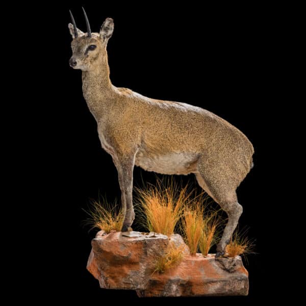 KLIPSPRINGER Taxidermy South Africa | Get Trophy Quote