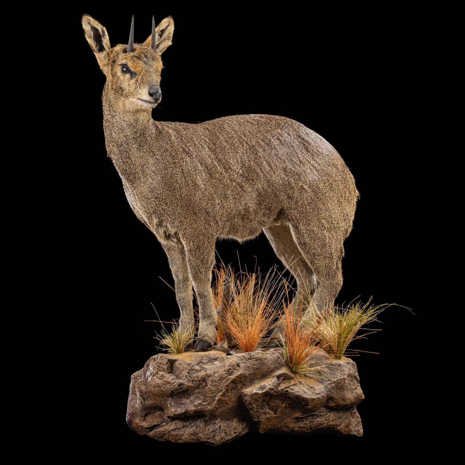 KLIPSPRINGER Taxidermy South Africa | Get Trophy Quote