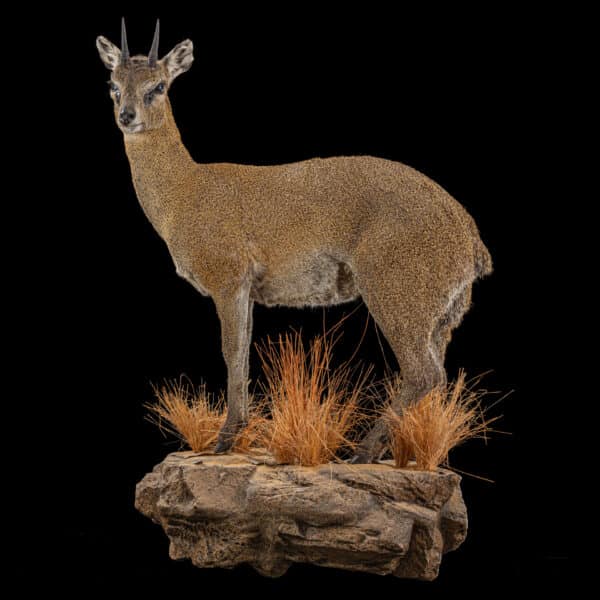 KLIPSPRINGER Taxidermy South Africa | Get Trophy Quote