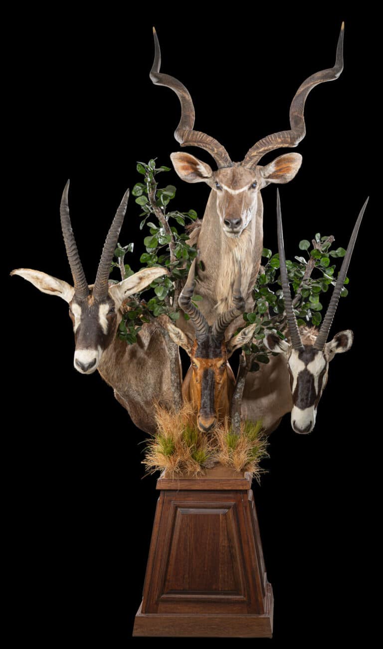 GEMSBUCK Taxidermy South Africa | Get GEMSBUCK Trophy Quote