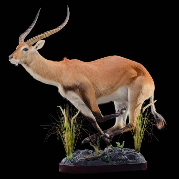 LECHWE Taxidermy South Africa | Get LECHWE Trophy Quote