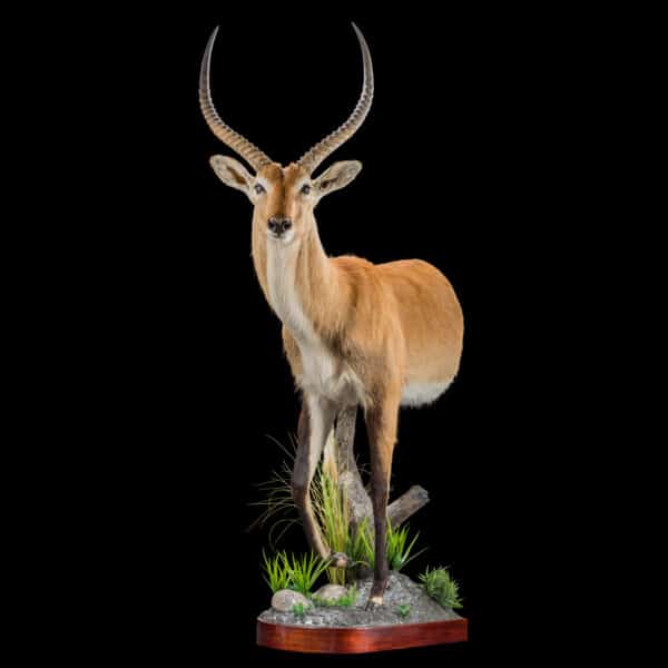 LECHWE Taxidermy South Africa | Get LECHWE Trophy Quote