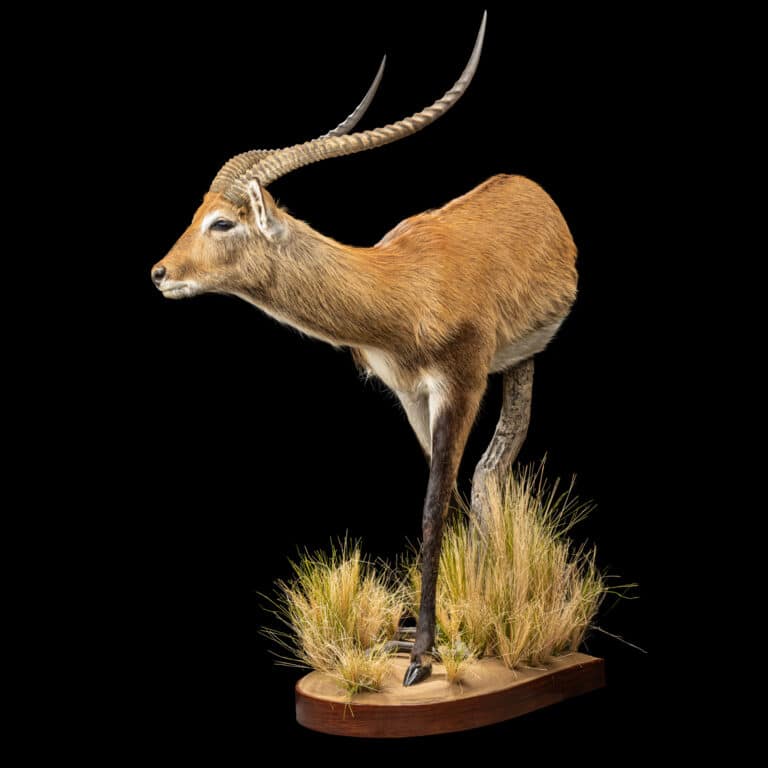 LECHWE Taxidermy South Africa | Get LECHWE Trophy Quote