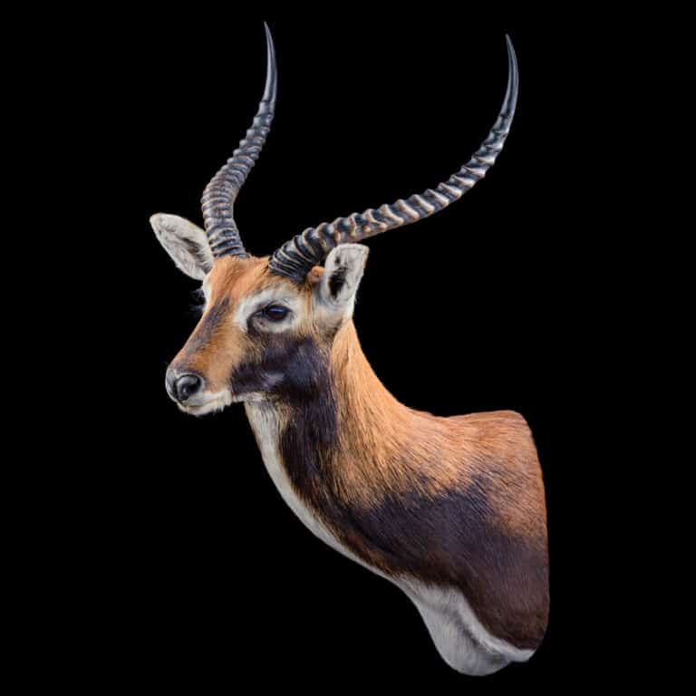 LECHWE Taxidermy South Africa | Get LECHWE Trophy Quote