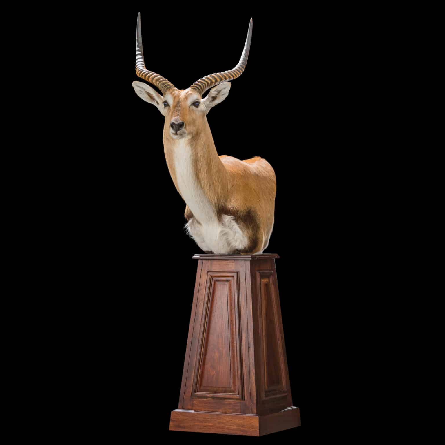 LECHWE Taxidermy South Africa | Get LECHWE Trophy Quote
