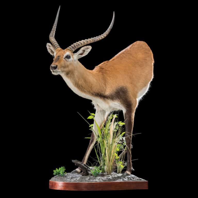 LECHWE Taxidermy South Africa | Get LECHWE Trophy Quote