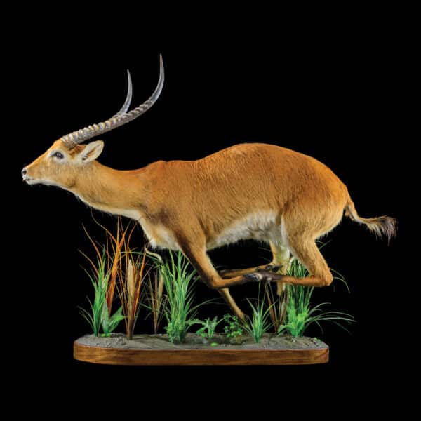 LECHWE Taxidermy South Africa | Get LECHWE Trophy Quote