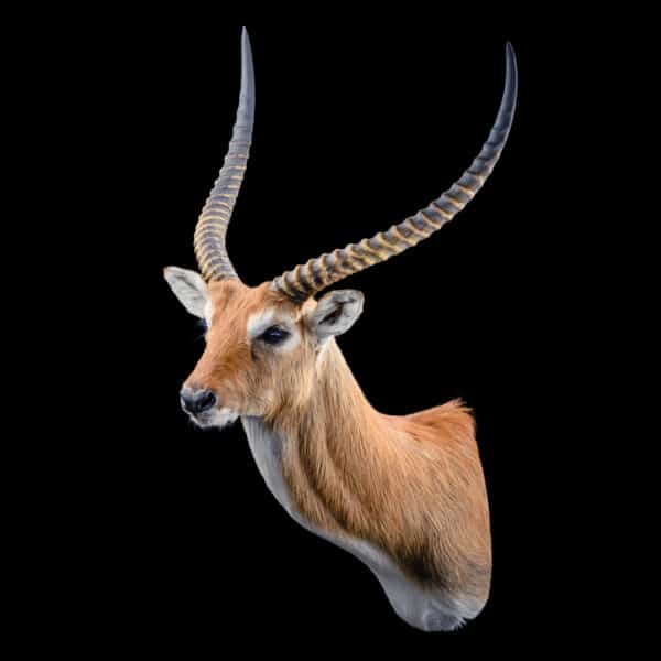 LECHWE Taxidermy South Africa | Get LECHWE Trophy Quote