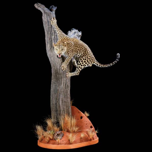 LEOPARD Taxidermy South Africa | Get LEOPARD Trophy Quote