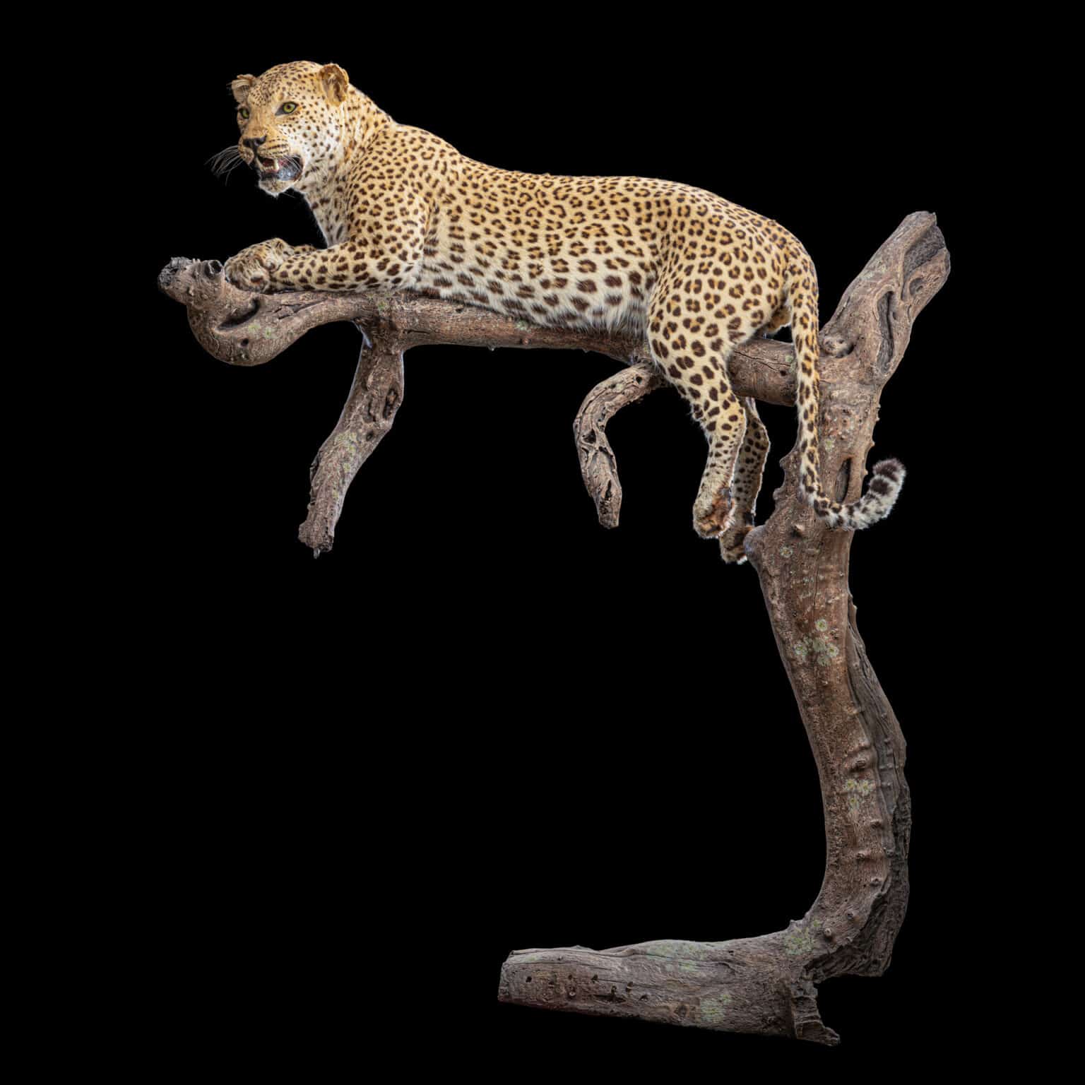 LEOPARD Taxidermy South Africa | Get LEOPARD Trophy Quote
