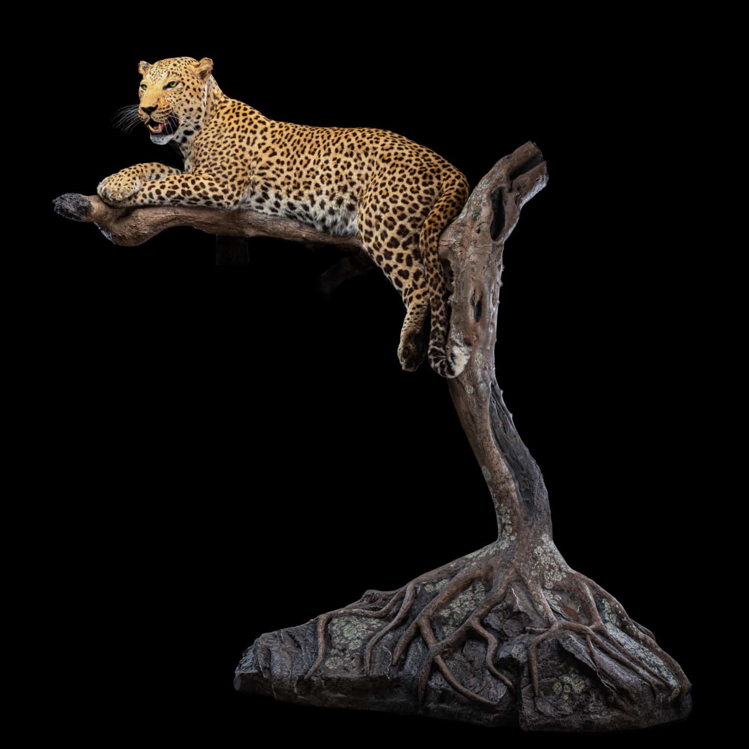 LEOPARD Taxidermy South Africa | Get LEOPARD Trophy Quote