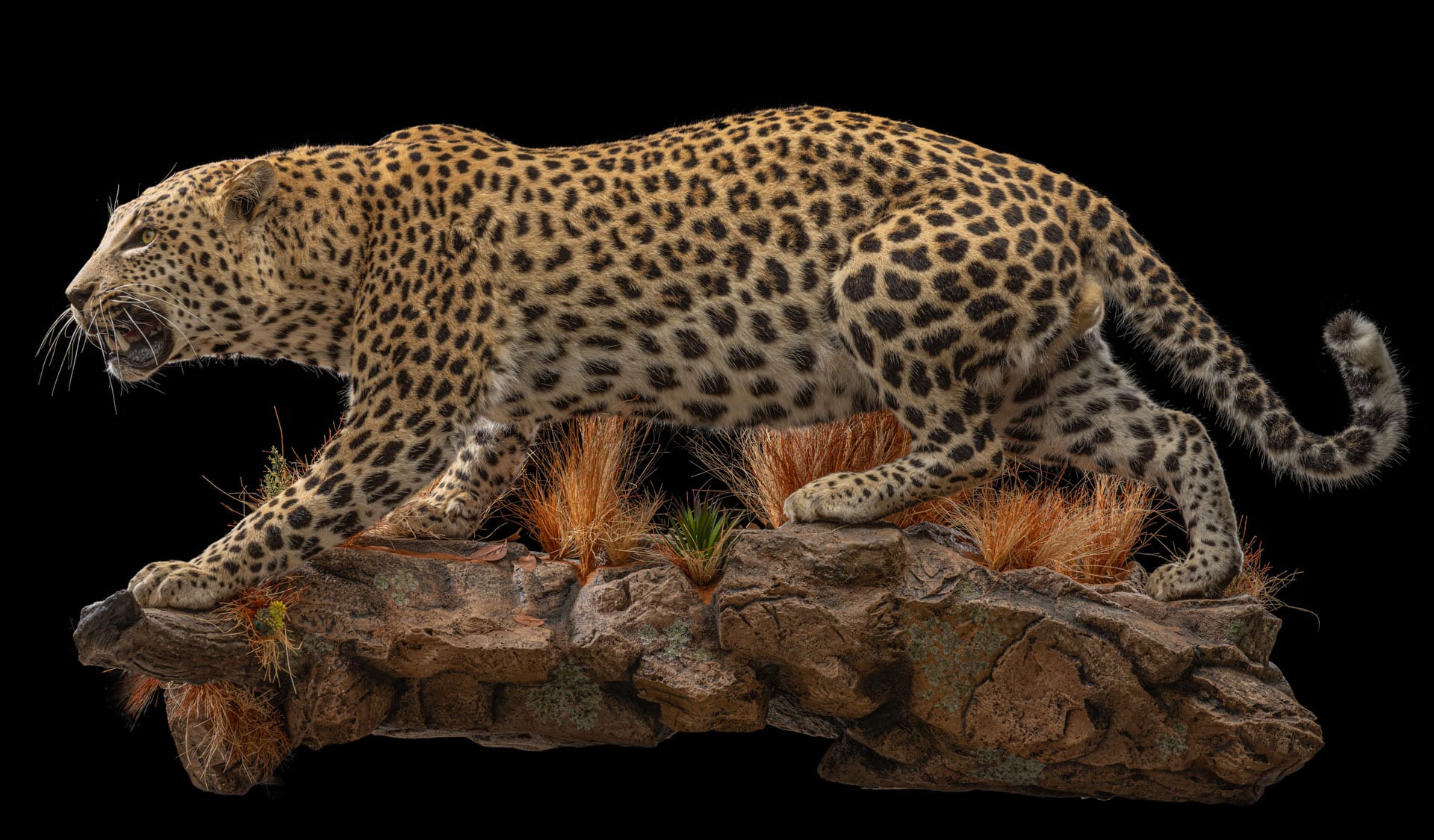 LEOPARD Taxidermy South Africa | Get LEOPARD Trophy Quote