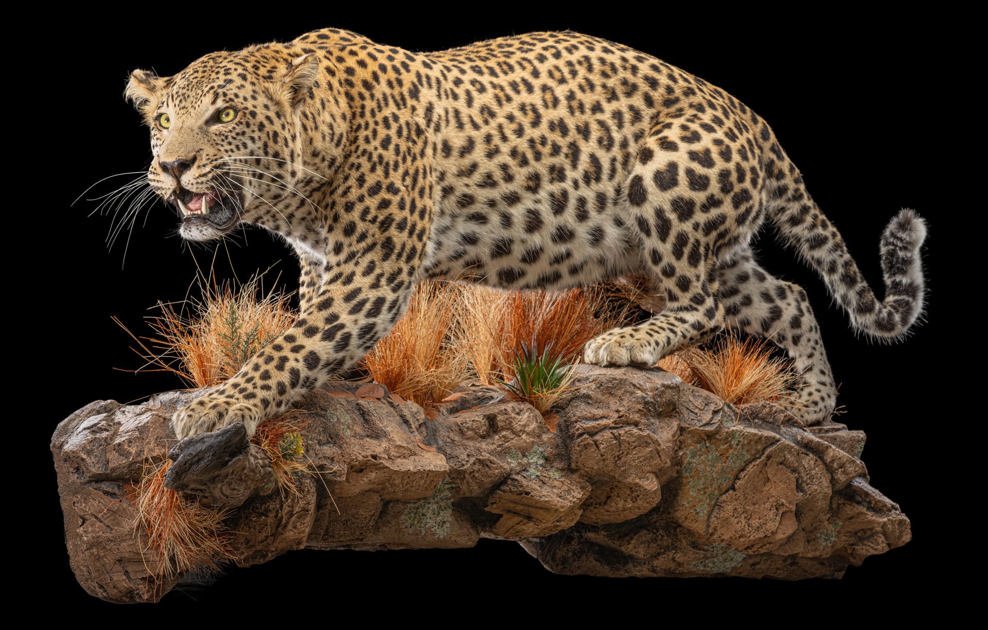 LEOPARD Taxidermy South Africa | Get LEOPARD Trophy Quote