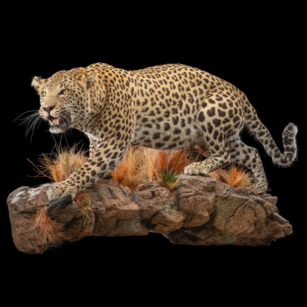 LEOPARD Taxidermy South Africa | Get LEOPARD Trophy Quote