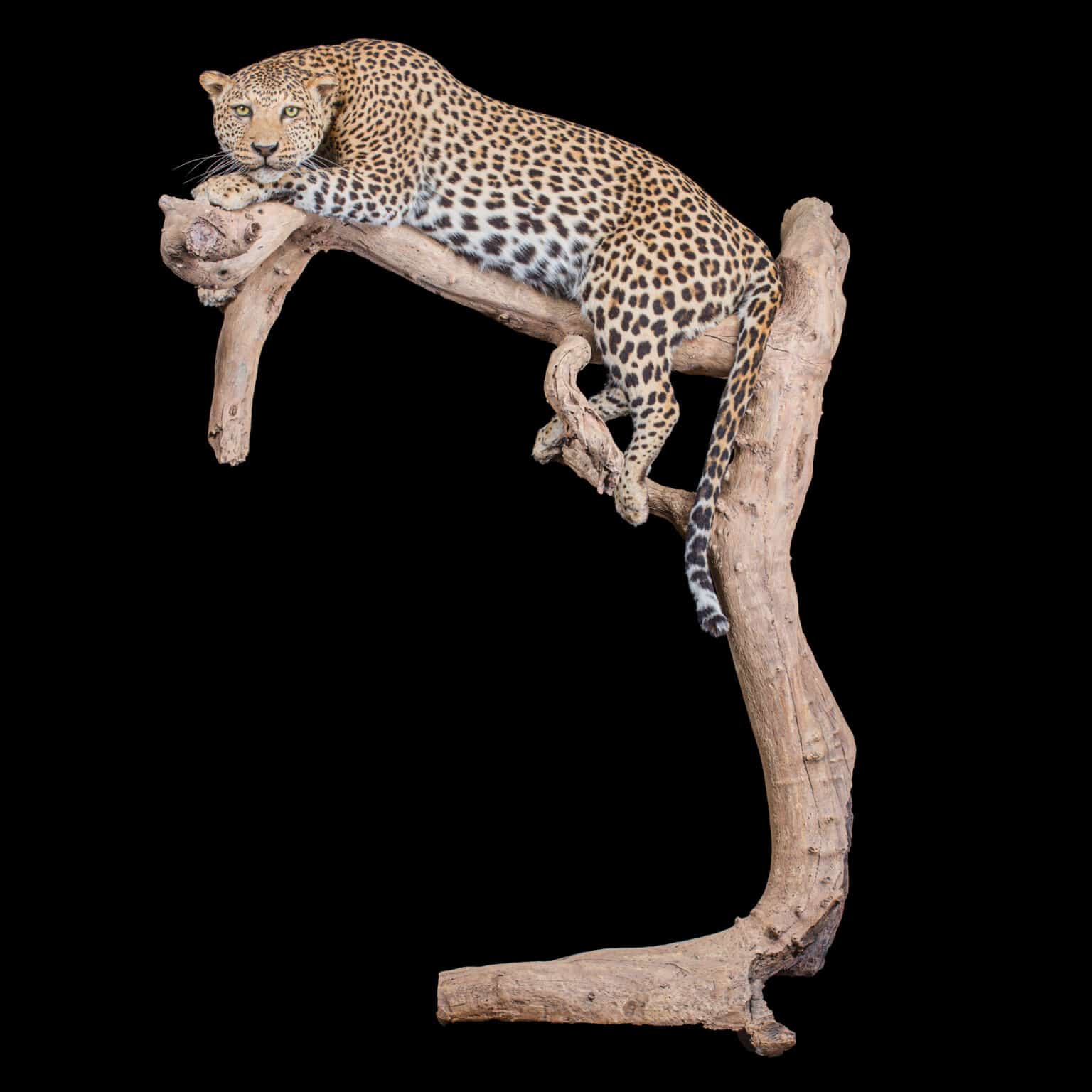 LEOPARD Taxidermy South Africa | Get LEOPARD Trophy Quote