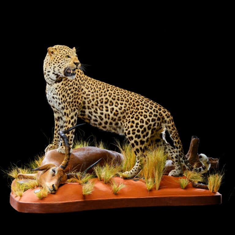 LEOPARD Taxidermy South Africa | Get LEOPARD Trophy Quote