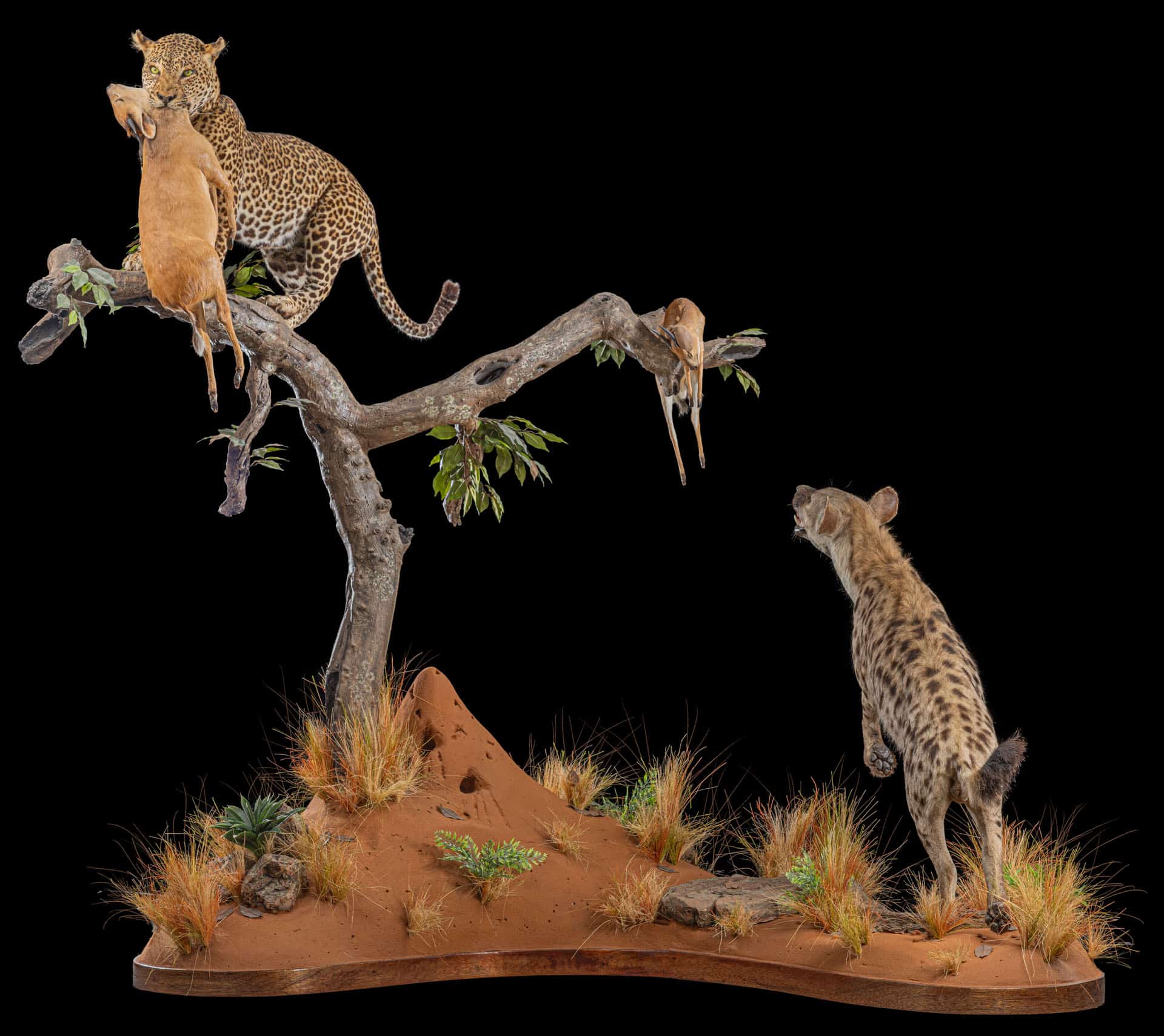 LEOPARD Taxidermy South Africa | Get LEOPARD Trophy Quote