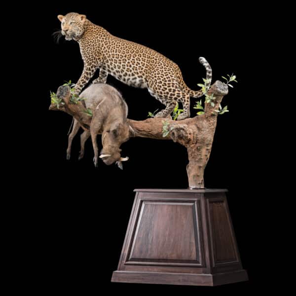 LEOPARD Taxidermy South Africa | Get LEOPARD Trophy Quote