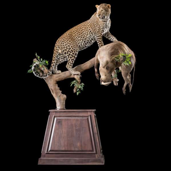LEOPARD Taxidermy South Africa | Get LEOPARD Trophy Quote