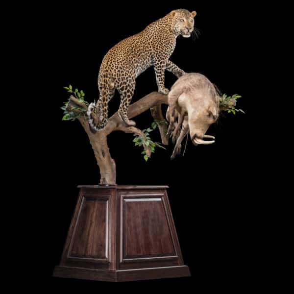 LEOPARD Taxidermy South Africa | Get LEOPARD Trophy Quote