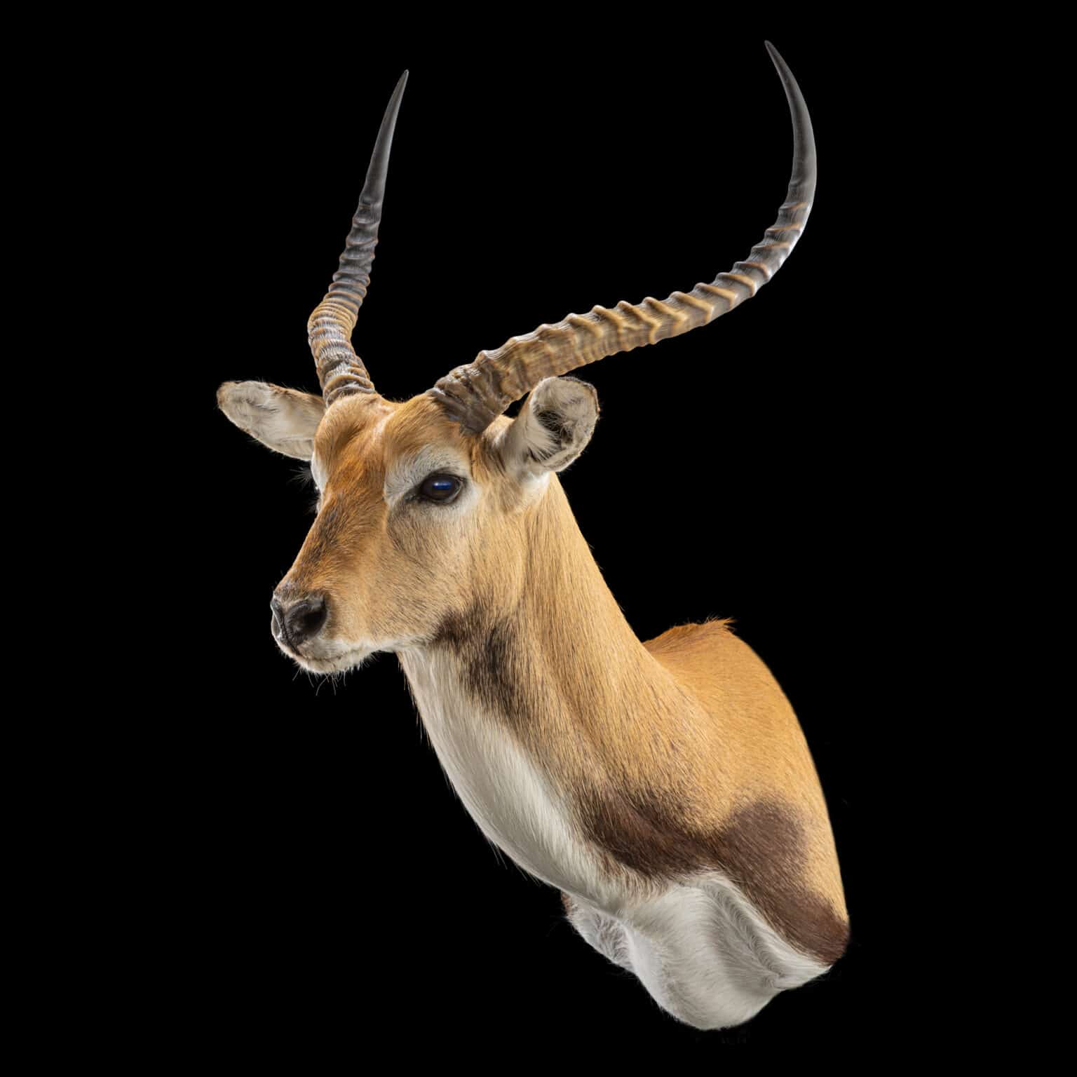 LECHWE Taxidermy South Africa | Get LECHWE Trophy Quote