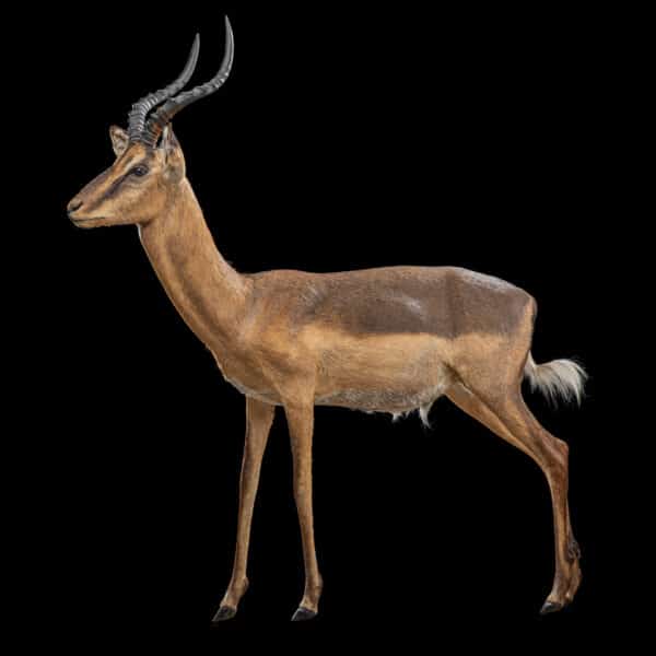 IMPALA Taxidermy South Africa | Get IMPALA Trophy Quote