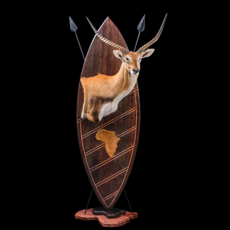 LECHWE Taxidermy South Africa | Get LECHWE Trophy Quote