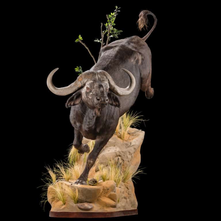 BUFFALO Taxidermy South Africa | Get BUFFALO Trophy Quote