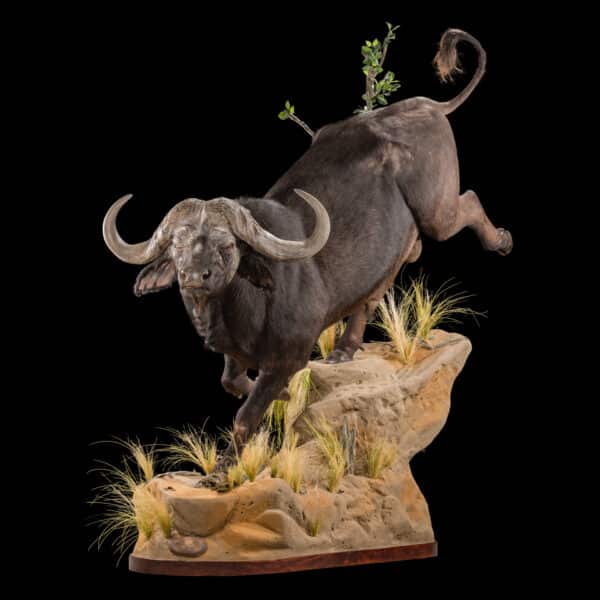 BUFFALO Taxidermy South Africa | Get BUFFALO Trophy Quote