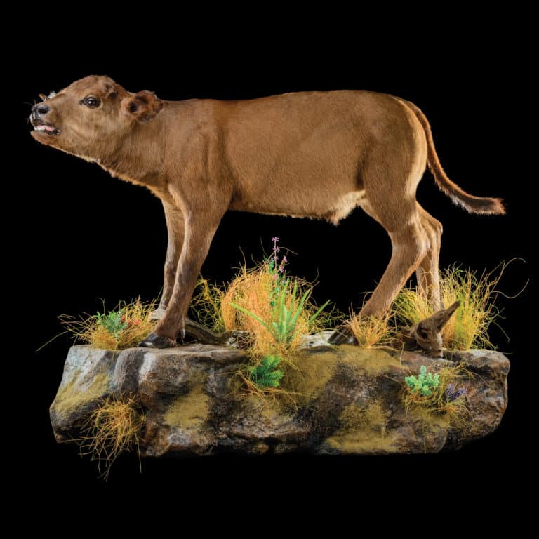 BUFFALO Taxidermy South Africa | Get BUFFALO Trophy Quote