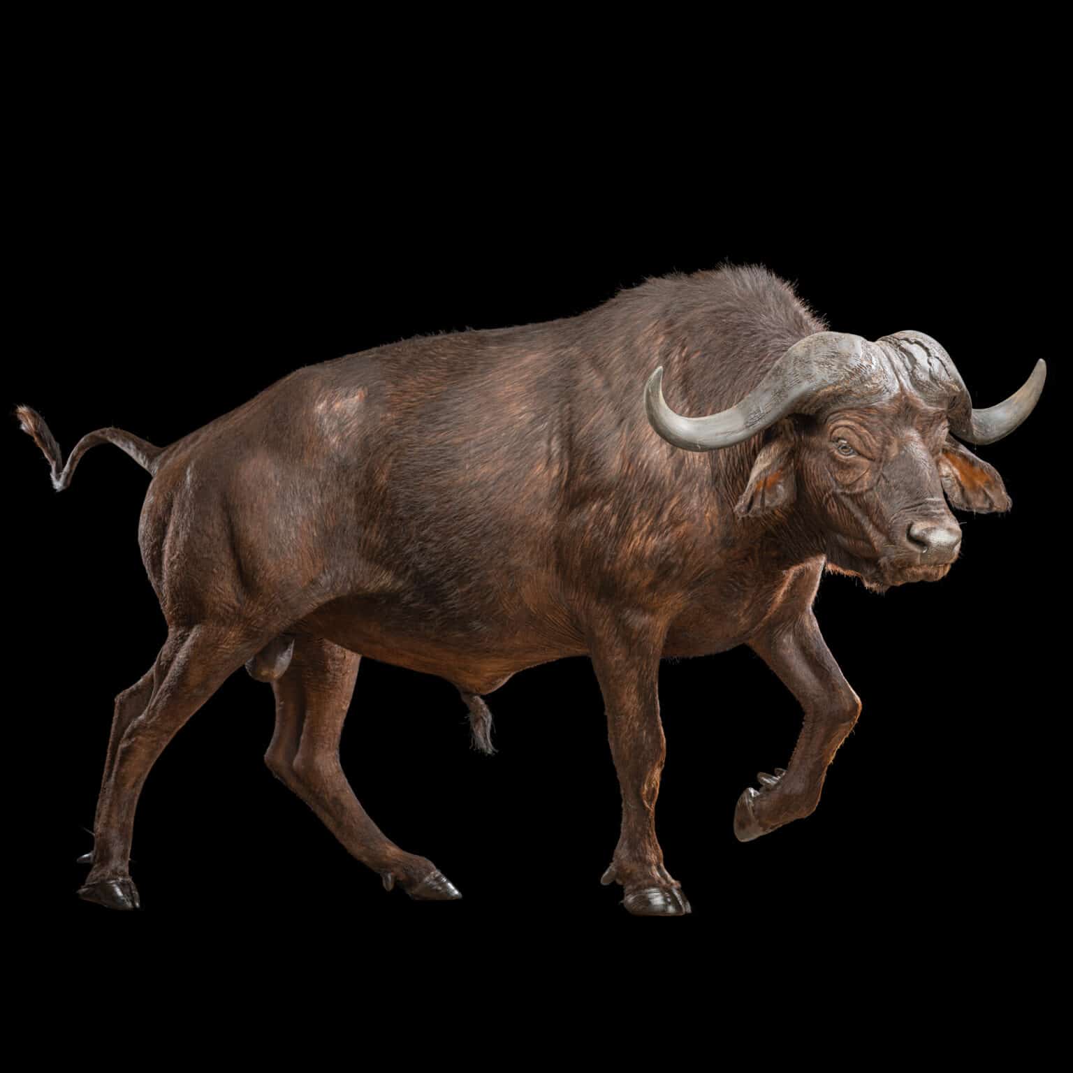 BUFFALO Taxidermy South Africa | Get BUFFALO Trophy Quote