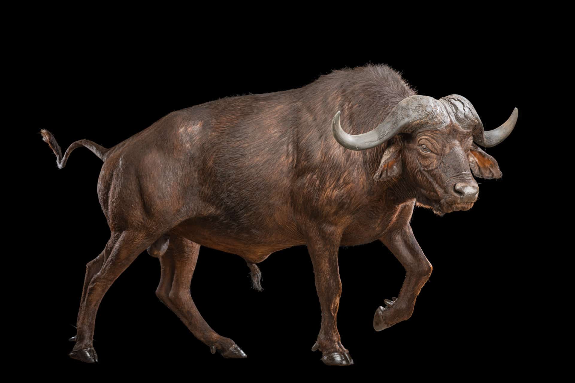 BUFFALO Taxidermy South Africa | Get BUFFALO Trophy Quote