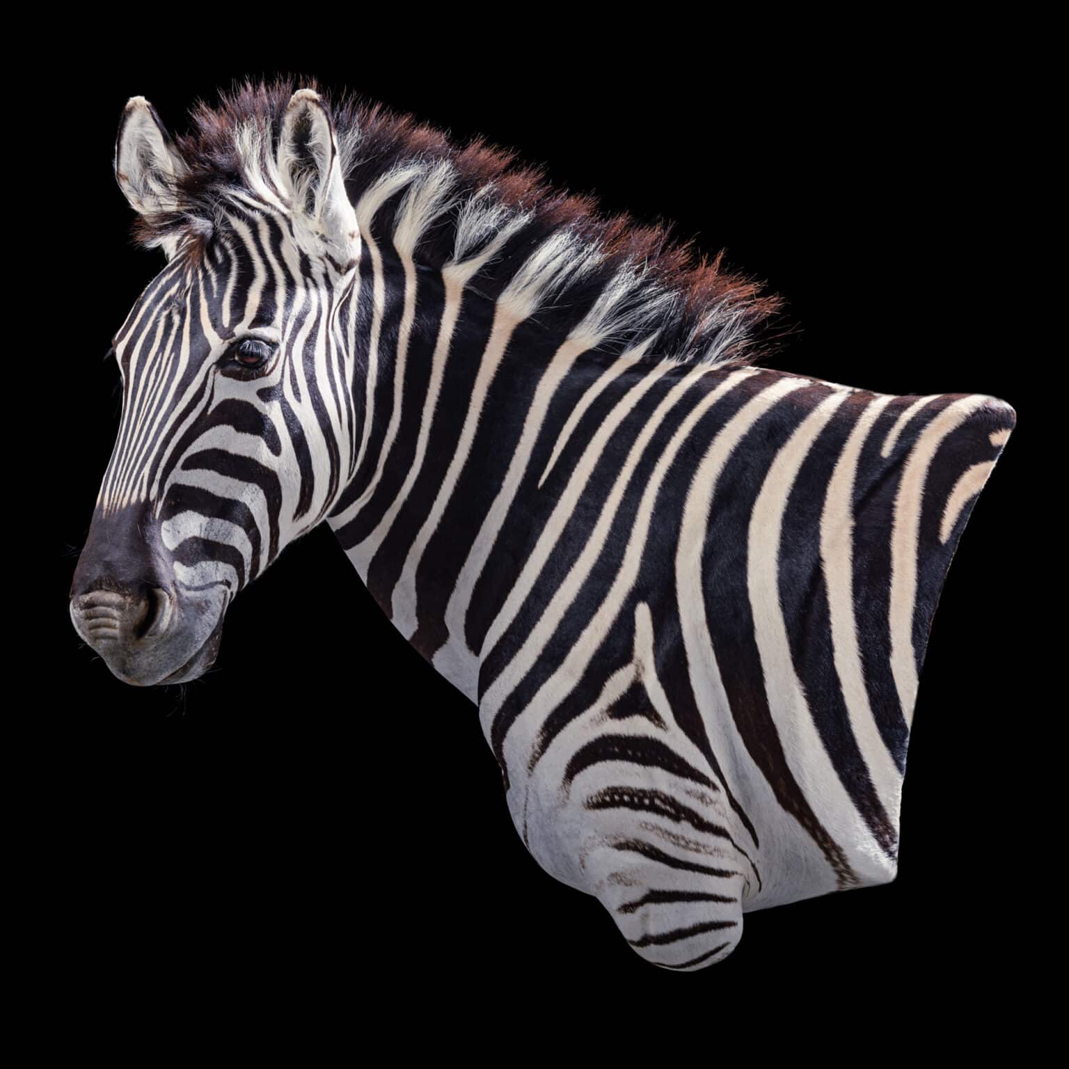 ZEBRA Taxidermy South Africa | Get ZEBRA Trophy Quote