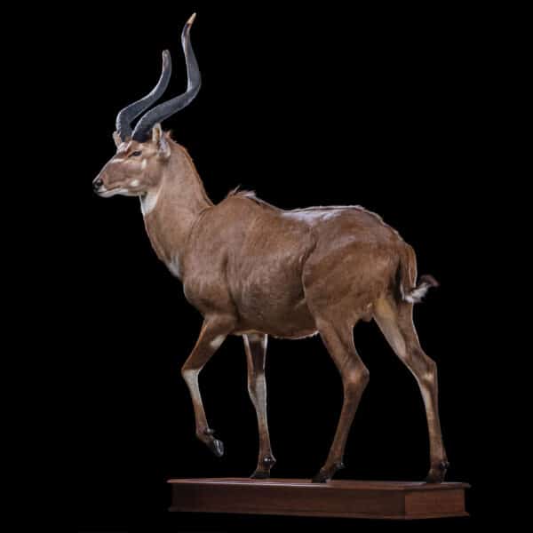 NYALA Taxidermy South Africa | Get NYALA Trophy Quote