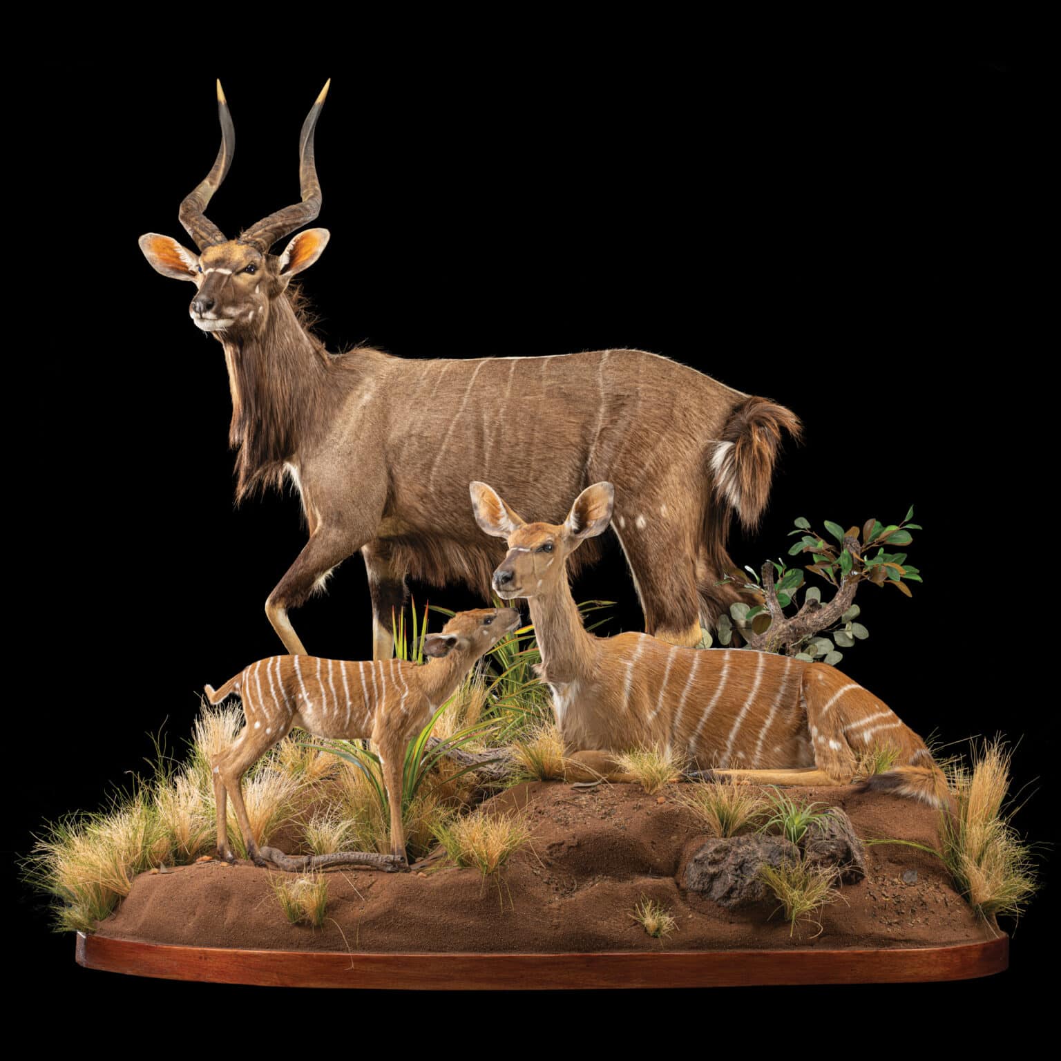 NYALA Taxidermy South Africa | Get NYALA Trophy Quote