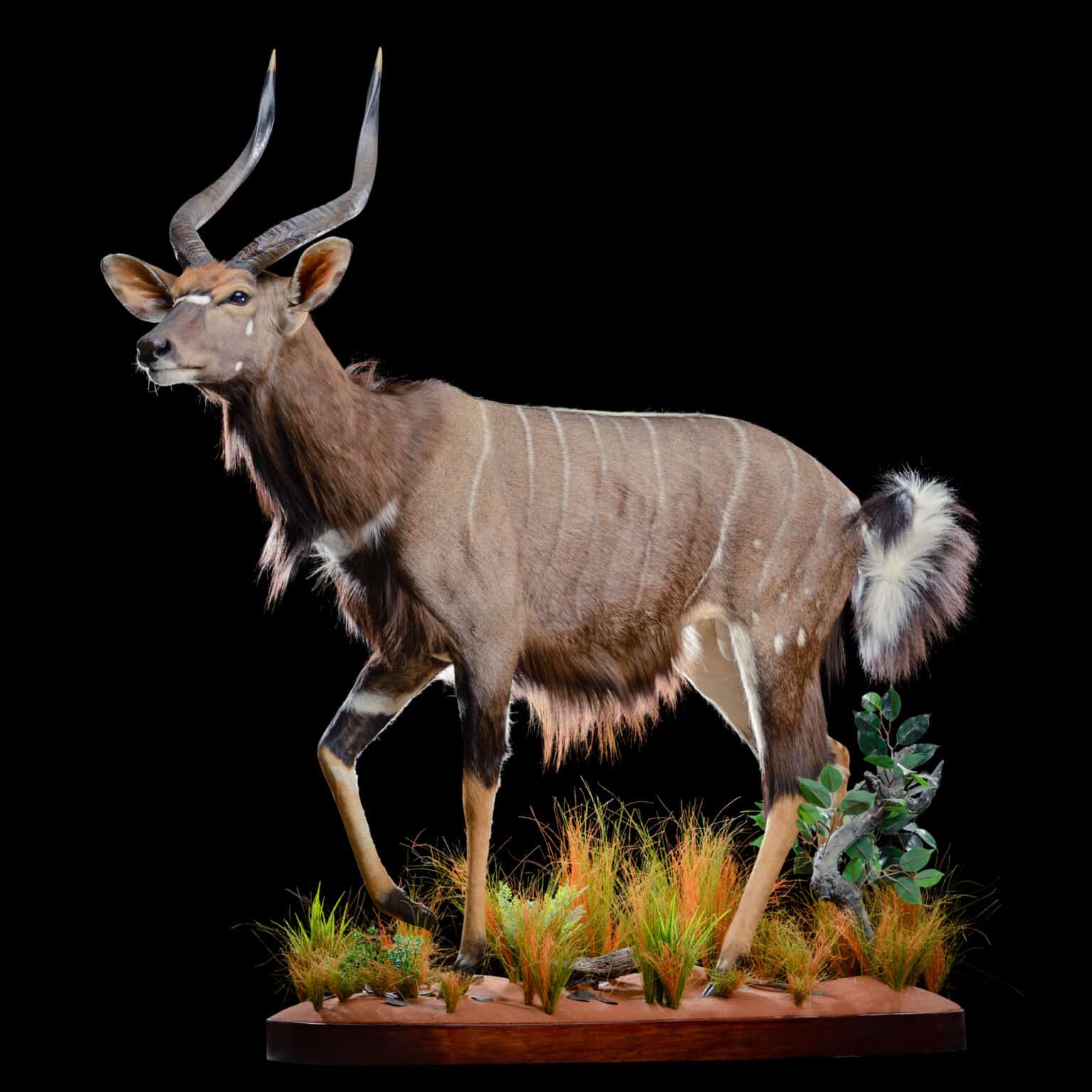 NYALA Taxidermy South Africa | Get NYALA Trophy Quote