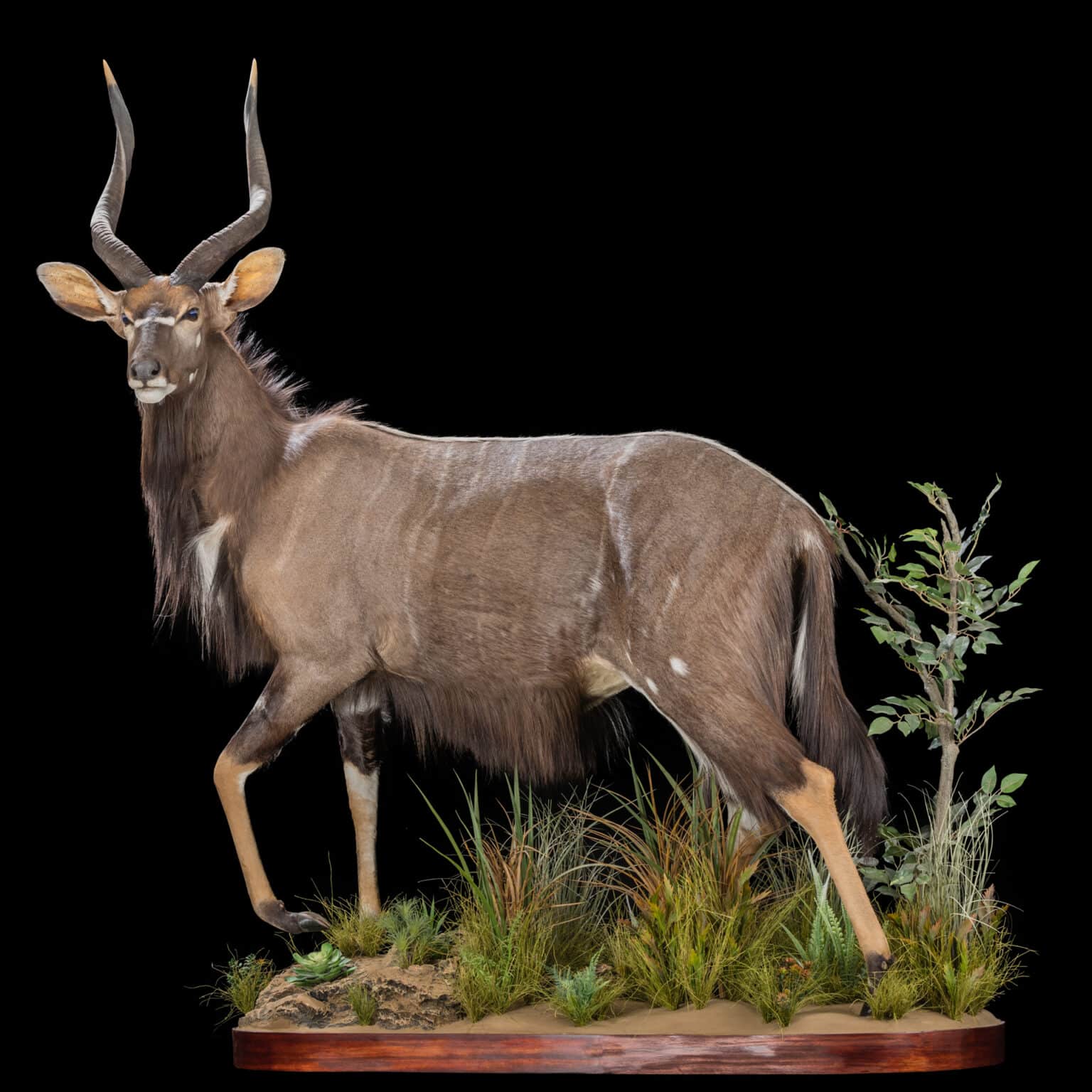 NYALA Taxidermy South Africa | Get NYALA Trophy Quote