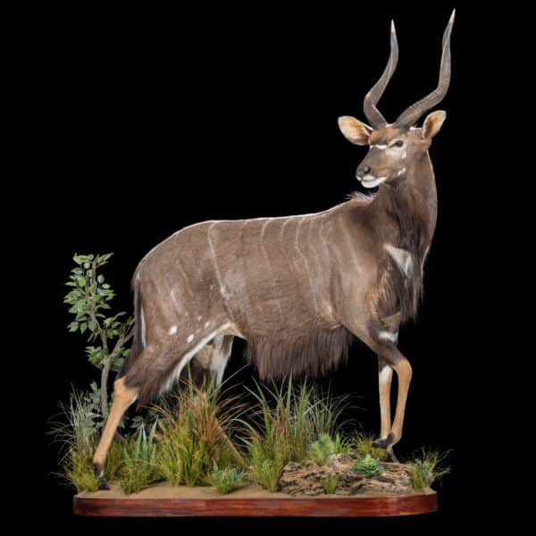 NYALA Taxidermy South Africa | Get NYALA Trophy Quote
