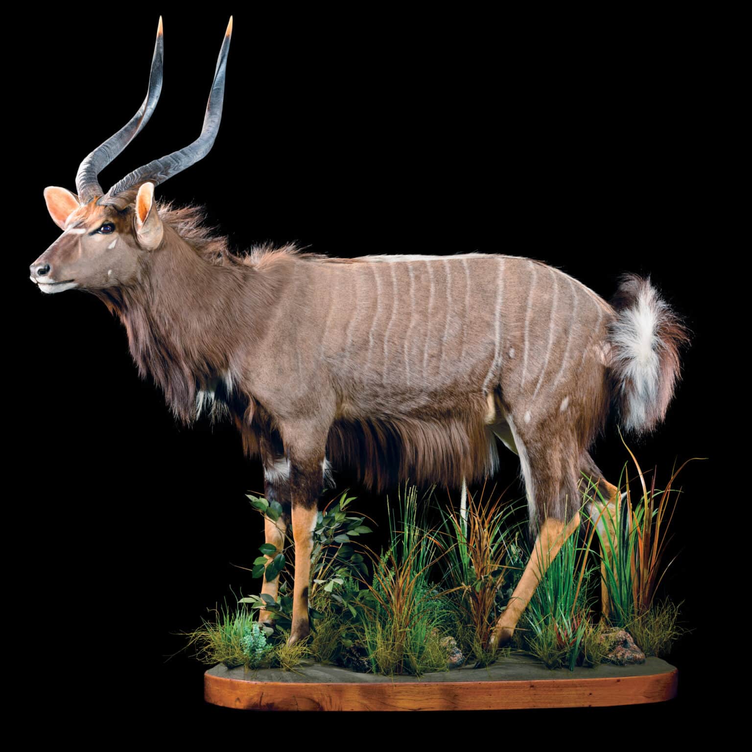 NYALA Taxidermy South Africa | Get NYALA Trophy Quote
