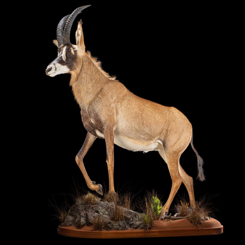 ROAN Taxidermy South Africa | Get ROAN Trophy Mount Quote