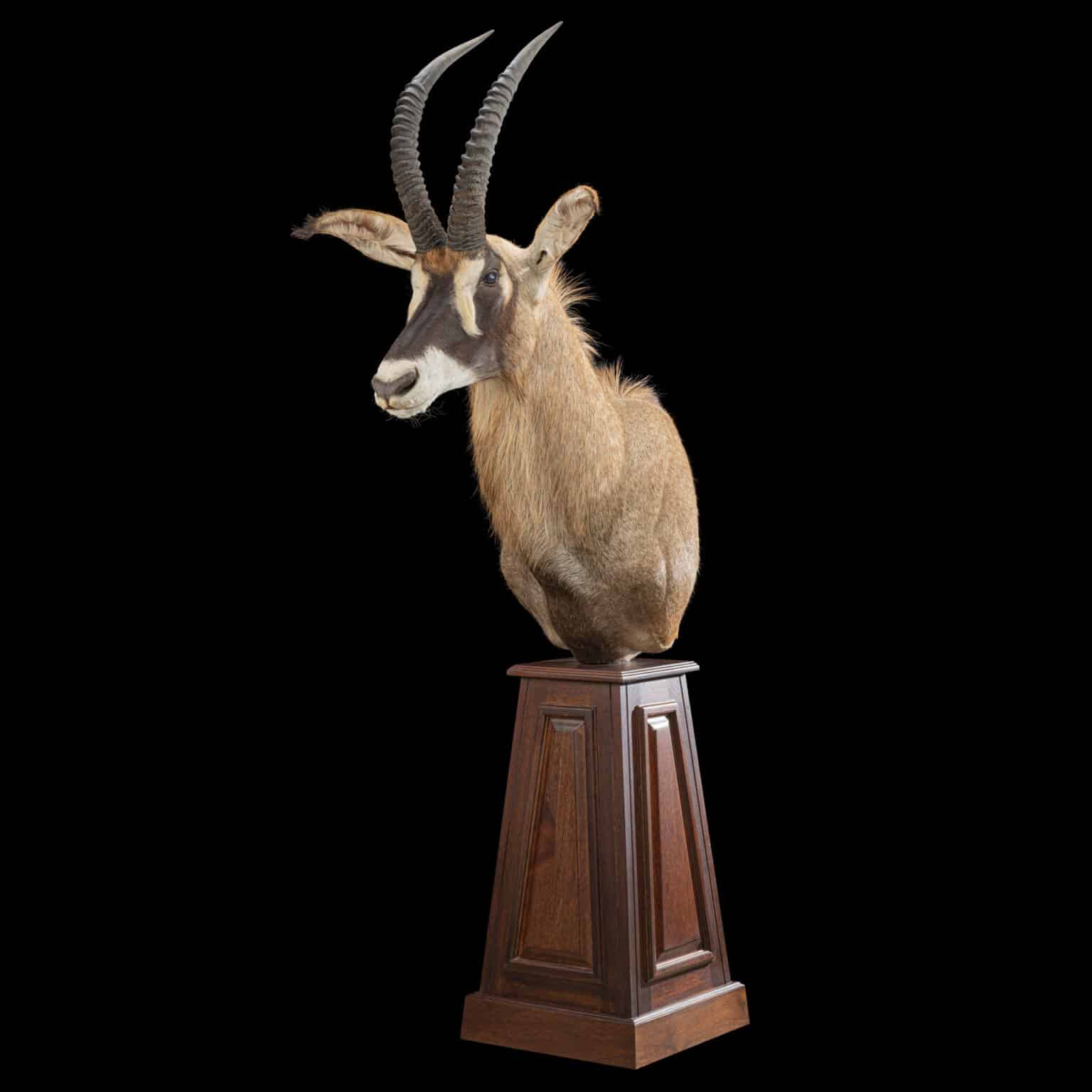 ROAN Taxidermy South Africa | Get ROAN Trophy Mount Quote